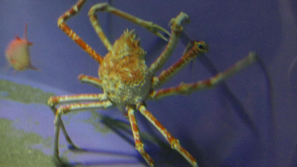Japanese Spider Crab | Creatures of the Deep Wiki | Fandom