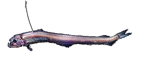 Viperfish | Creatures of the Deep Wiki | Fandom