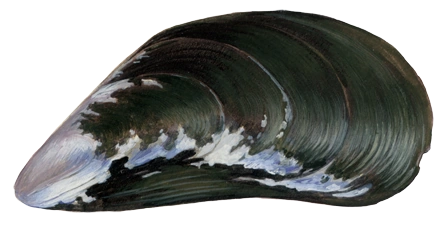 Mussel | Creatures of the Intertidal Wikia | Fandom