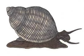 Common periwinkle | Creatures of the Intertidal Wikia | Fandom