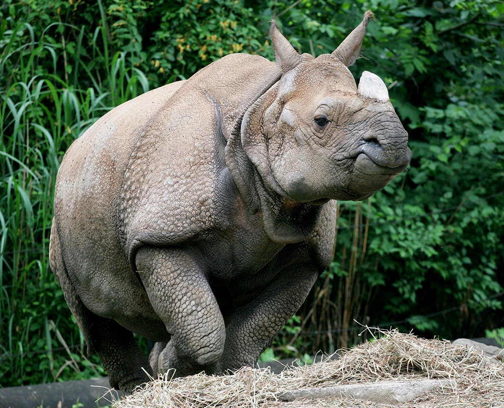 Indian Rhinoceros | Creatures of the World Wikia | Fandom
