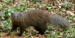 Indian Brown Mongoose | Creatures of the World Wikia | Fandom