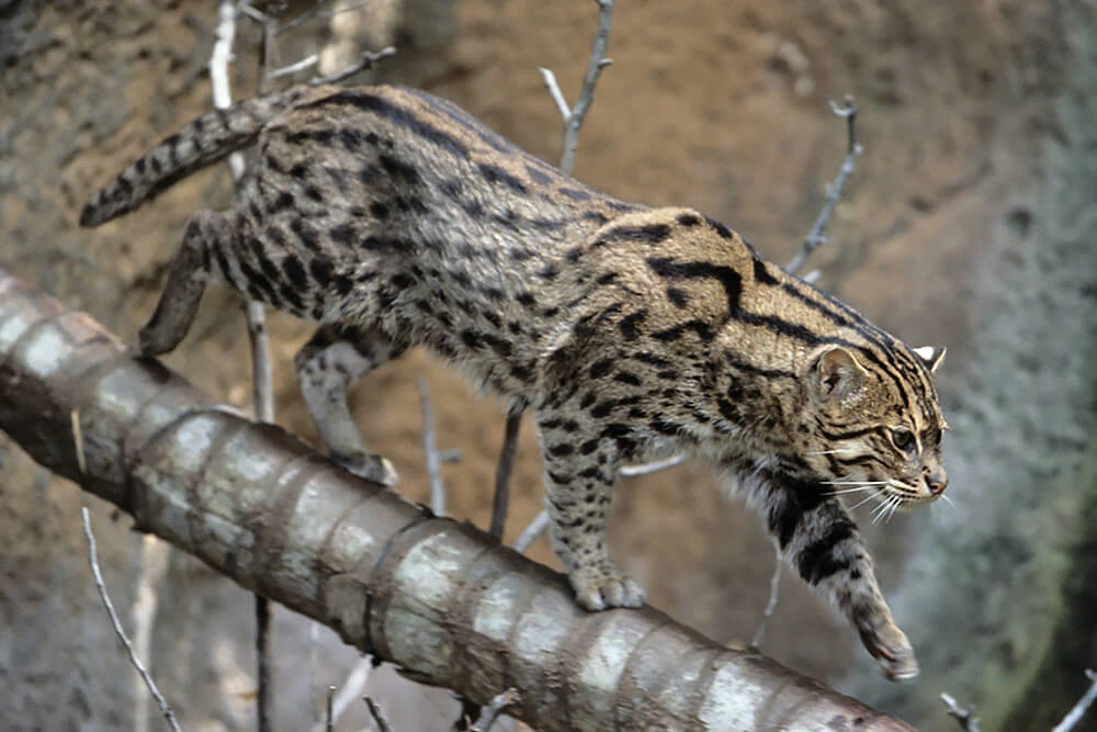Fishing Cat | Creatures of the World Wikia | Fandom
