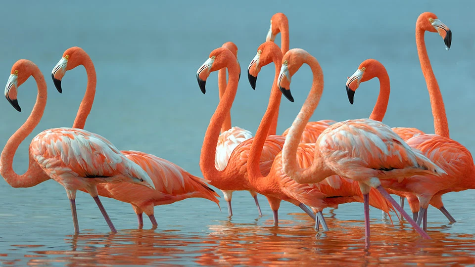 Lesser Flamingo | Creatures of the World Wikia | Fandom