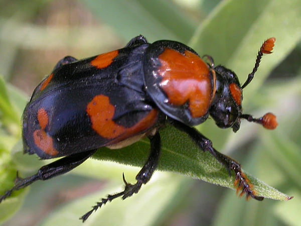 American Burying Beetle | Creatures of the World Wikia | Fandom