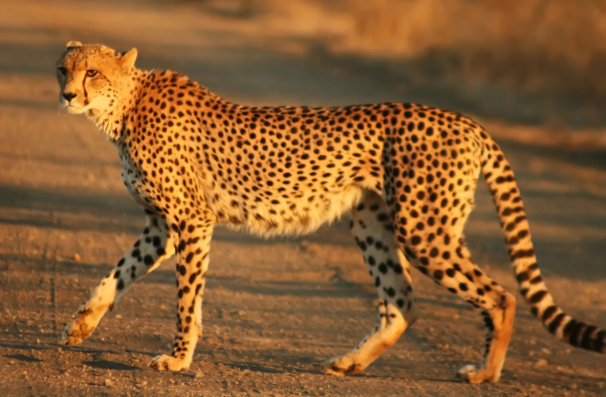 African Cheetah | Creatures of the World Wikia | Fandom