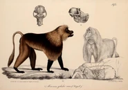 Gelada Baboon | Creatures of the World Wikia | Fandom