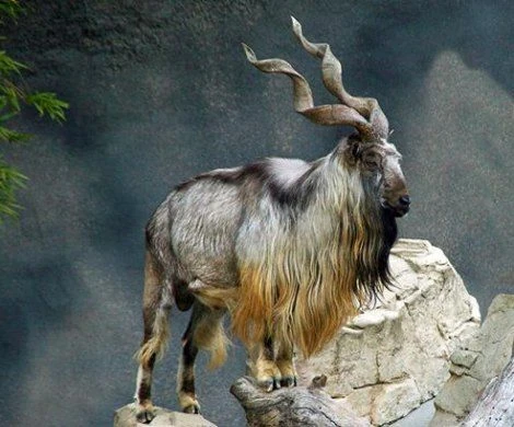 Markhor Animal