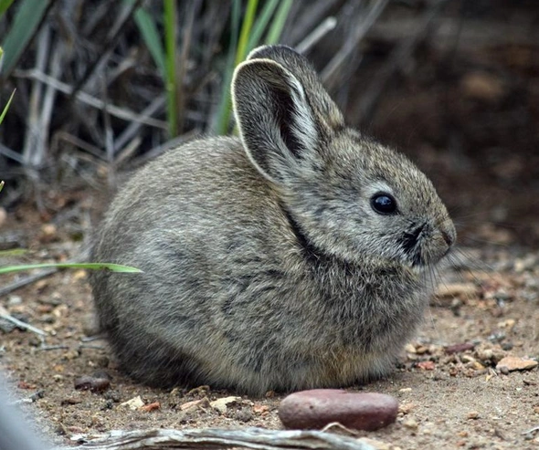 Pygmy Rabbit | Creatures of the World Wikia | Fandom