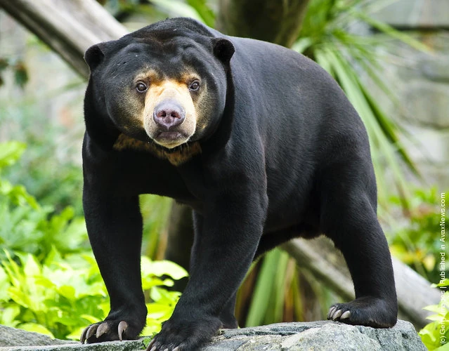 Sun Bear | Creatures of the World Wikia | Fandom