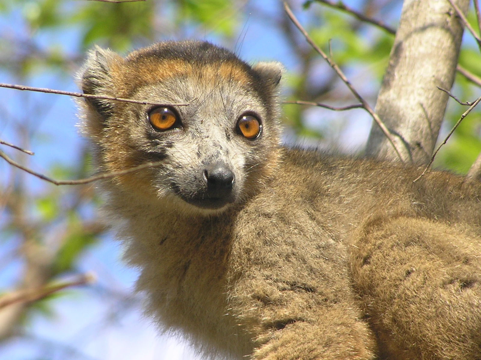 crowned lemur predators