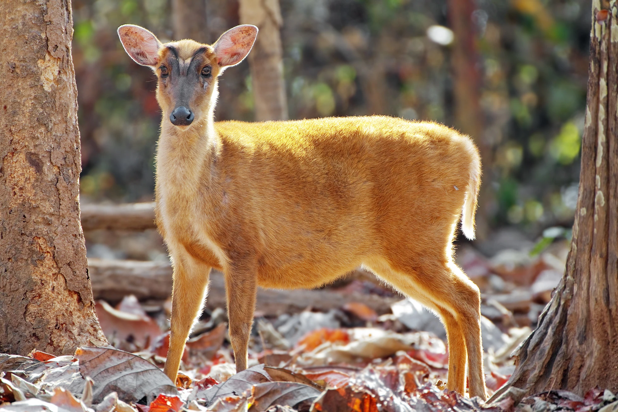 deer muntjac