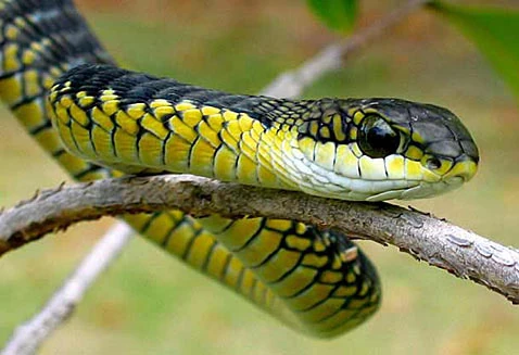 Boomslang | Creatures of the World Wikia | Fandom