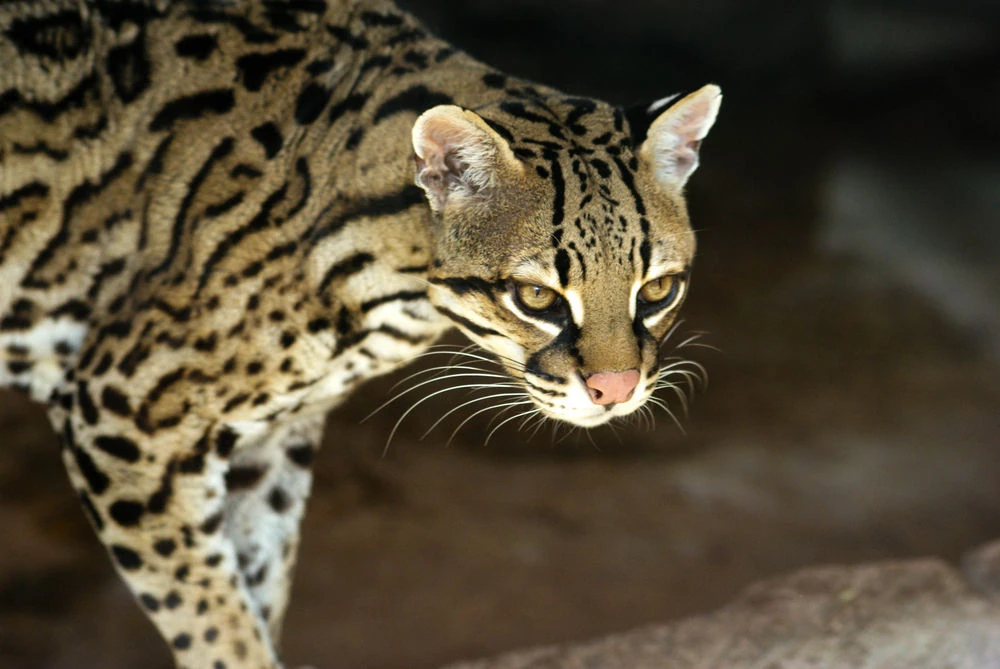 Ocelot | Creatures of the World Wikia | Fandom