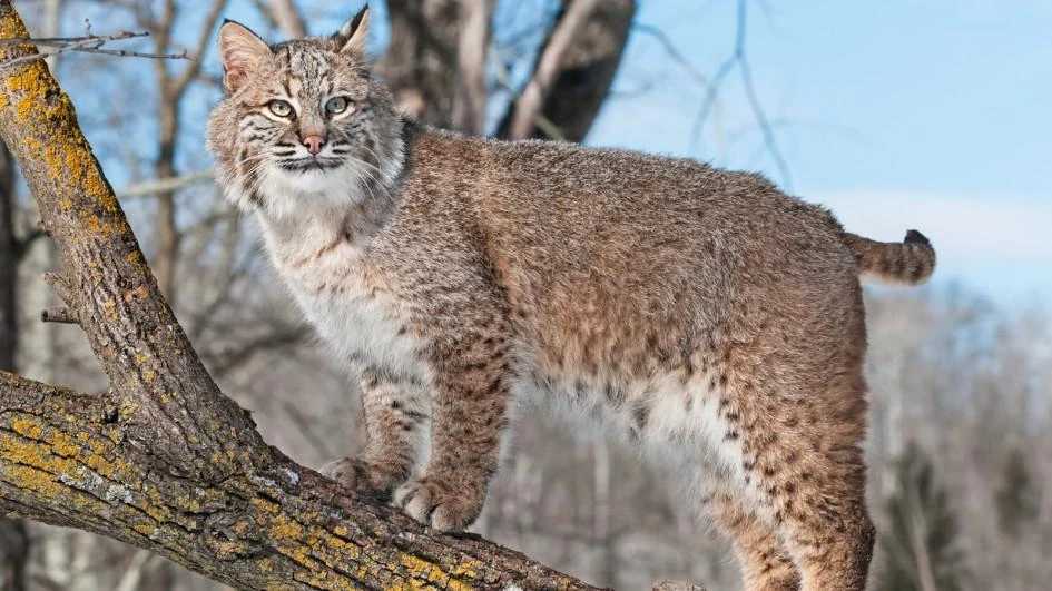Canadian Bobcat Animal