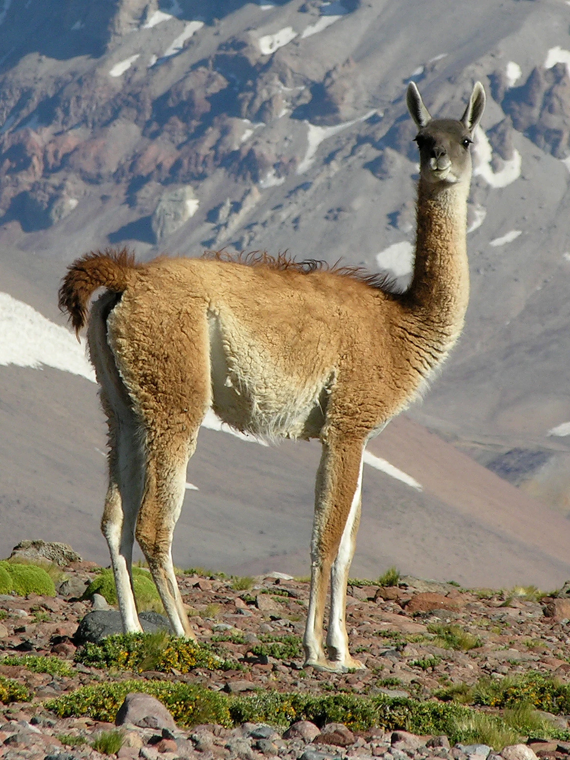 Guanaco | Creatures of the World Wikia | Fandom