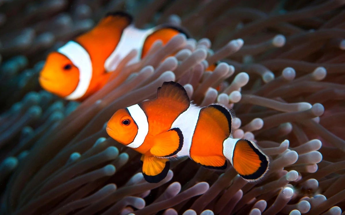Clown Fish | Creatures of the World Wikia | Fandom