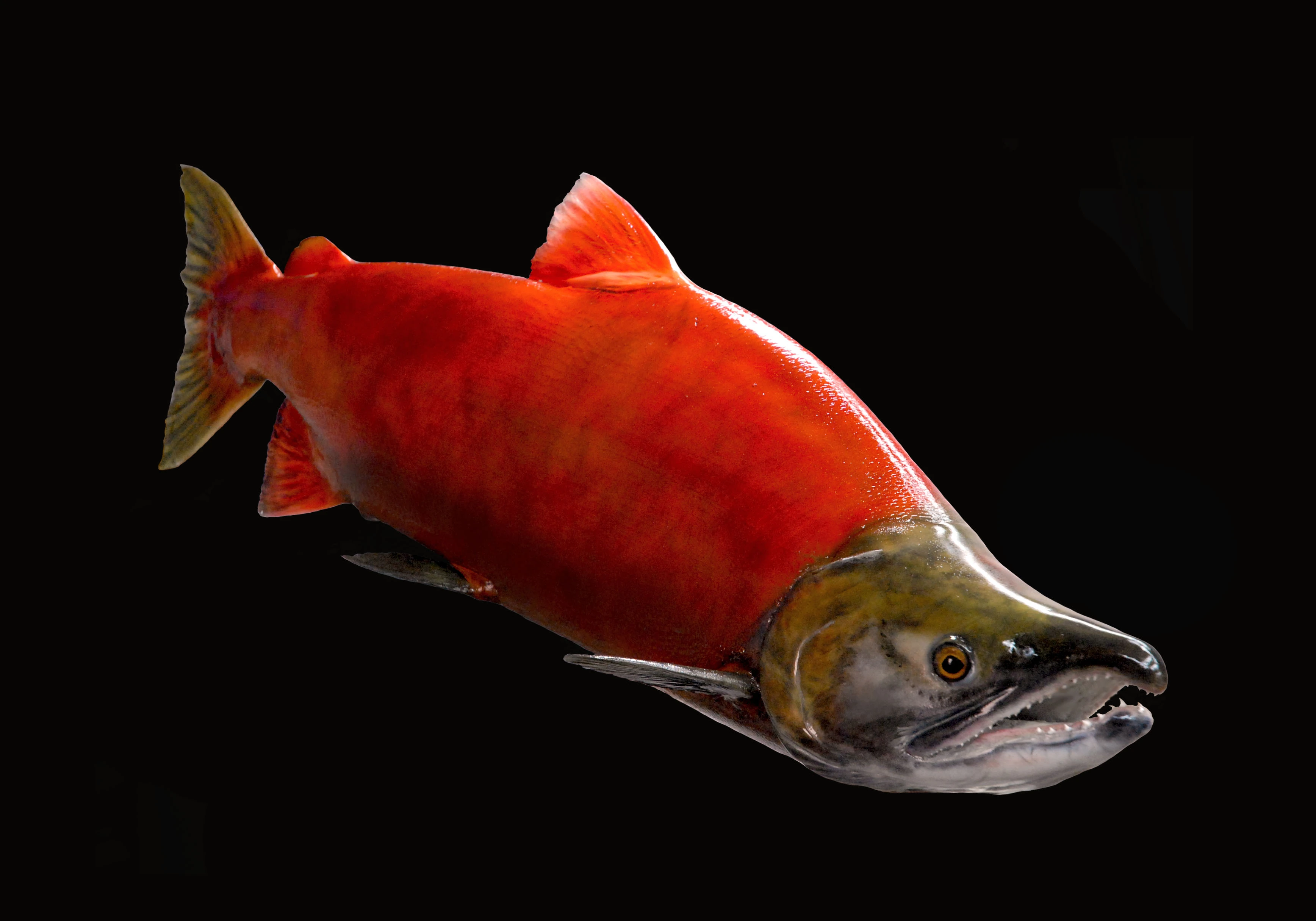 Sockeye Salmon Species