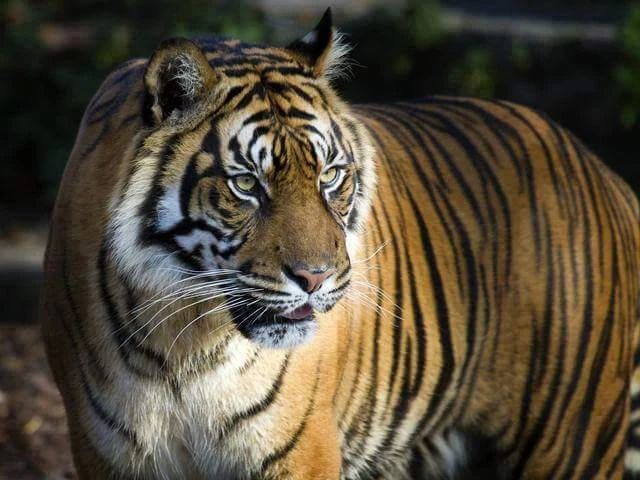 Sumatran Tiger | Creatures of the World Wikia | Fandom