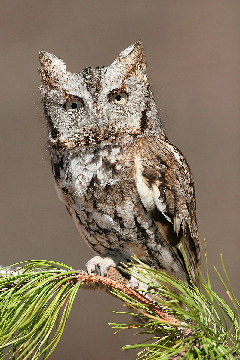 Eastern Screech Owl | Creatures of the World Wikia | Fandom