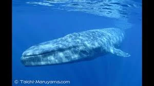 Blue Whale | Creatures of the World Wikia | Fandom