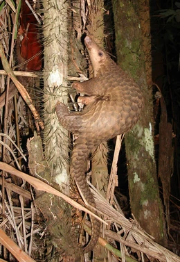 Sunda Pangolin | Creatures of the World Wikia | Fandom