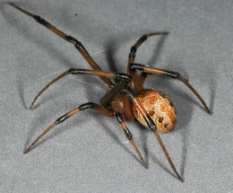 Brown Button Spider | Creatures of the World Wikia | Fandom