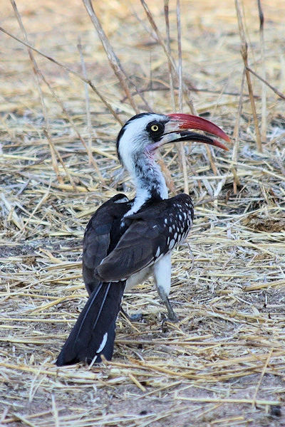 Tanzanian Red-Billed Hornbill | Creatures of the World Wikia | Fandom