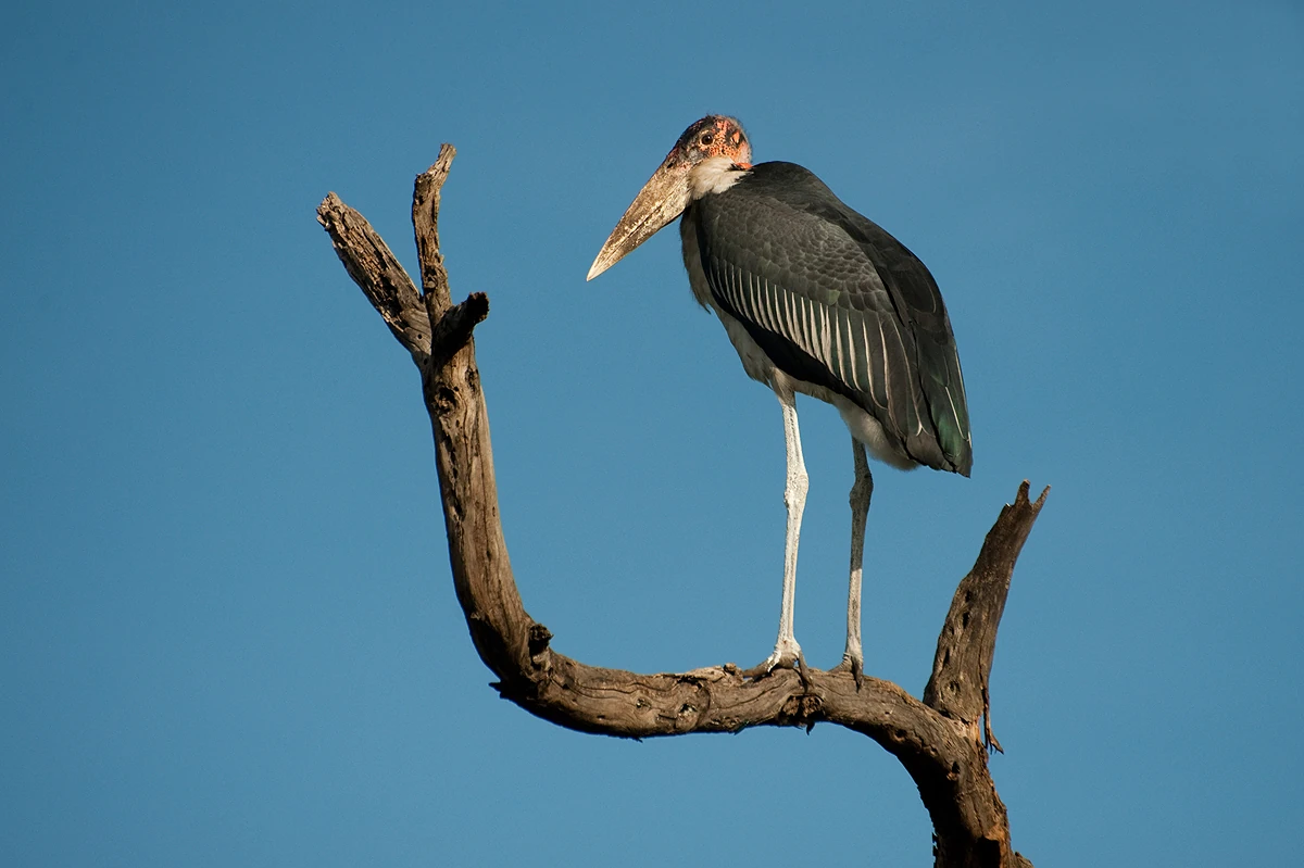 Marabou Stork | Creatures of the World Wikia | Fandom