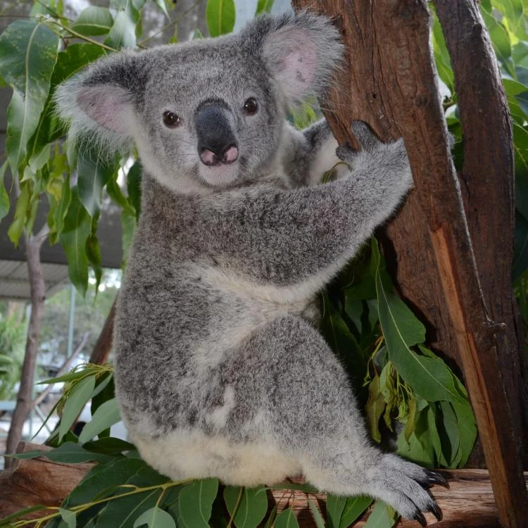 Koala | Creatures of the World Wikia | Fandom