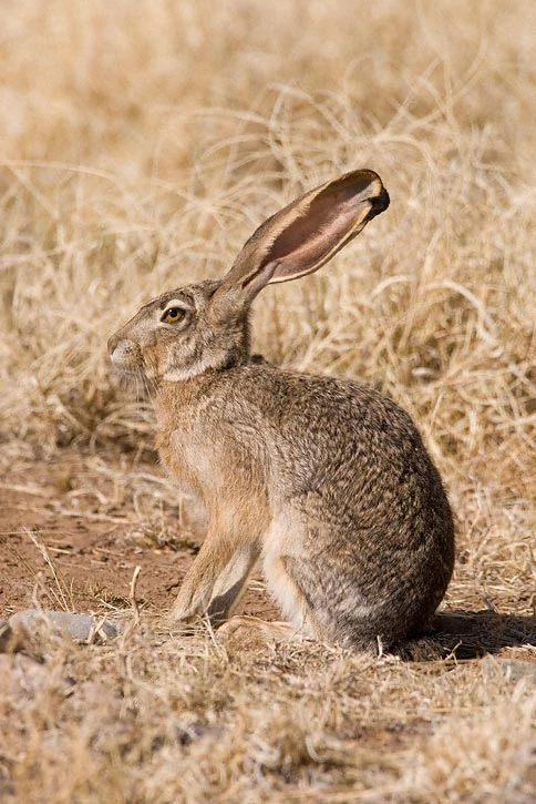 Black-Tailed Jackrabbit | Creatures of the World Wikia | Fandom