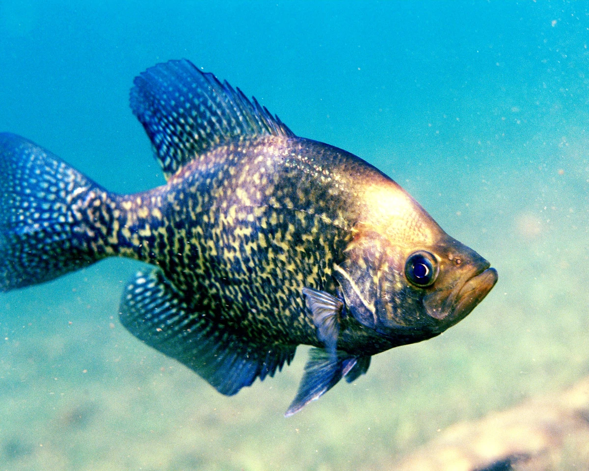 Black Crappie | Creatures of the World Wikia | Fandom