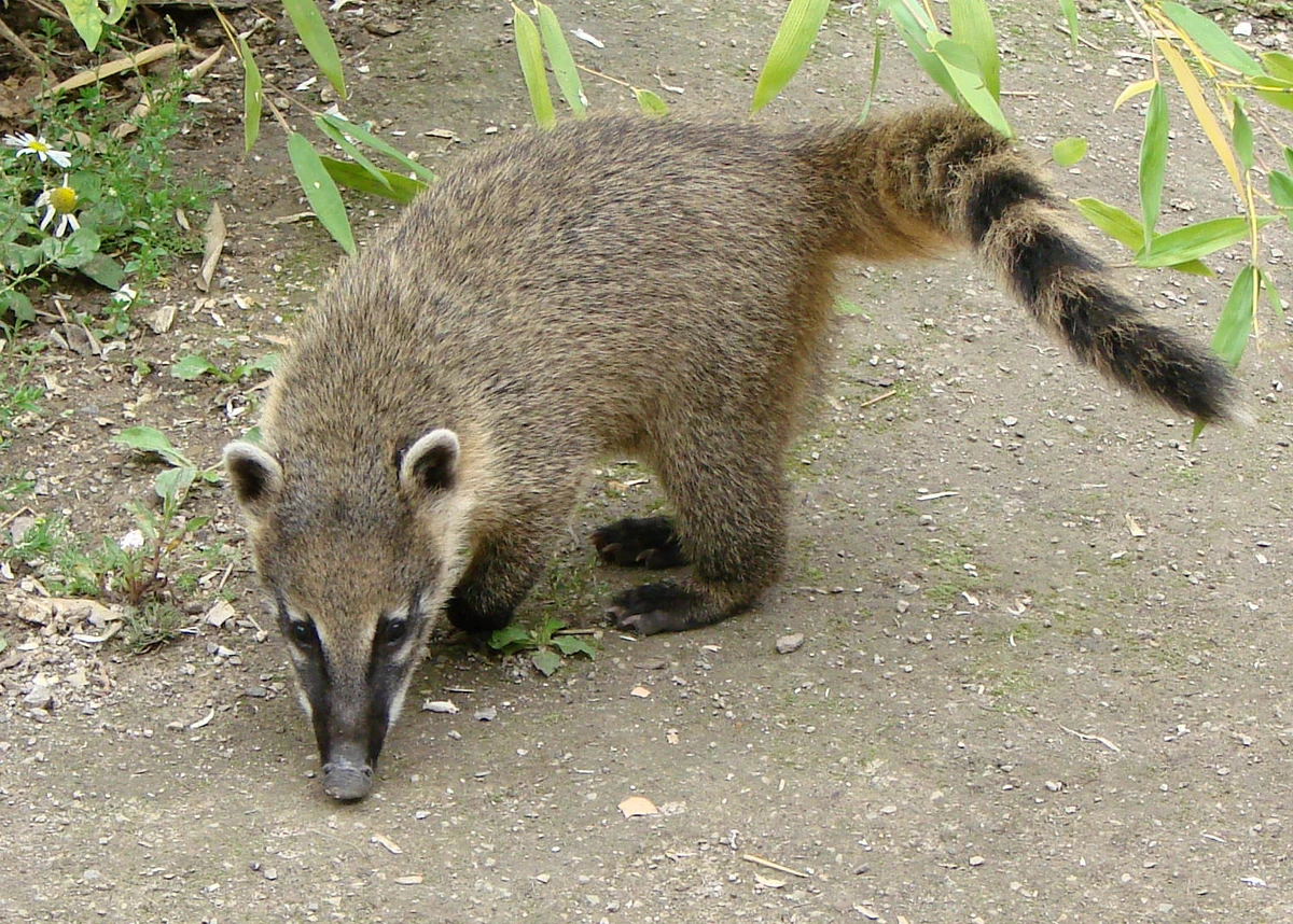 Coati | Creatures of the World Wikia | Fandom