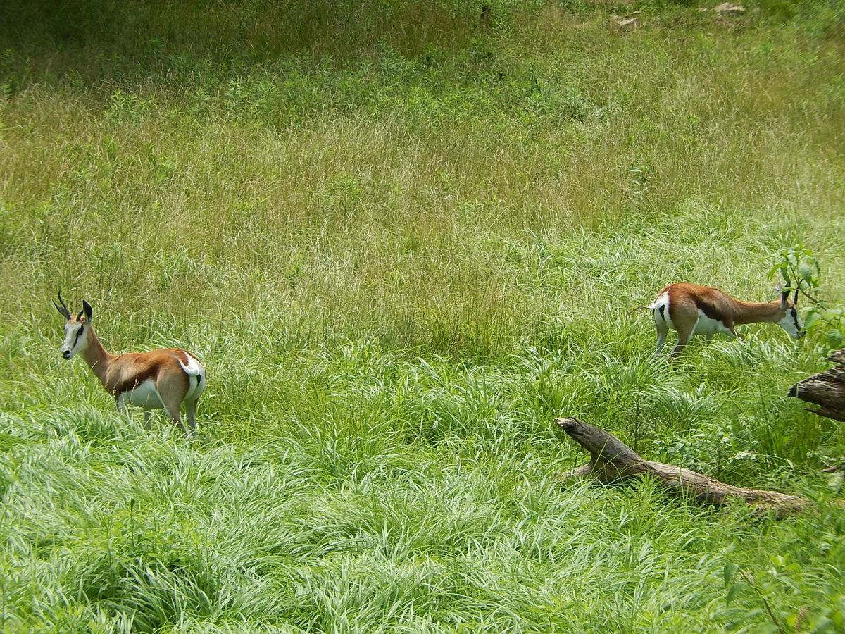 Springbok | Creatures of the World Wikia | Fandom