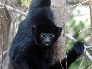 Perrier's Sifaka | Creatures of the World Wikia | Fandom