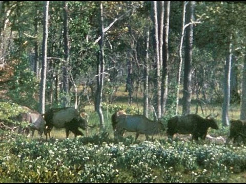 Kouprey | Creatures of the World Wikia | Fandom