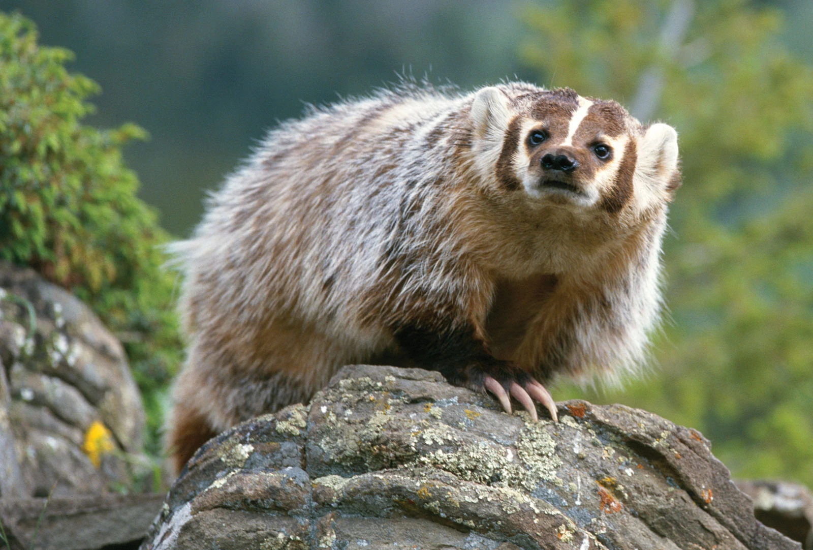American Badger Babies