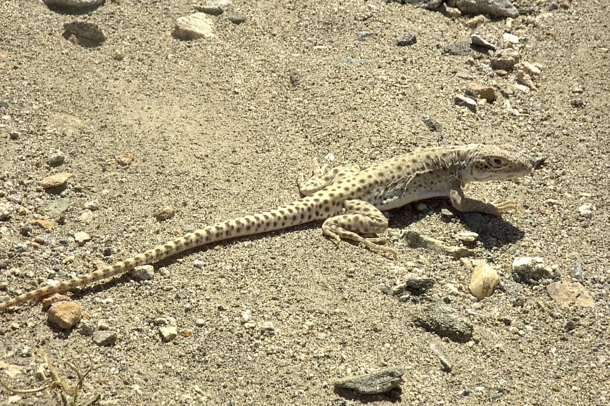 Long-Nosed Leopard Lizard | Creatures of the World Wikia | Fandom