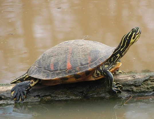 Red-Bellied Turtle | Creatures of the World Wikia | Fandom