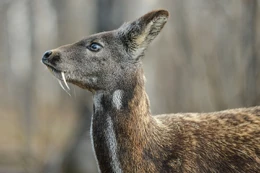 Siberian Musk Deer | Creatures of the World Wikia | Fandom