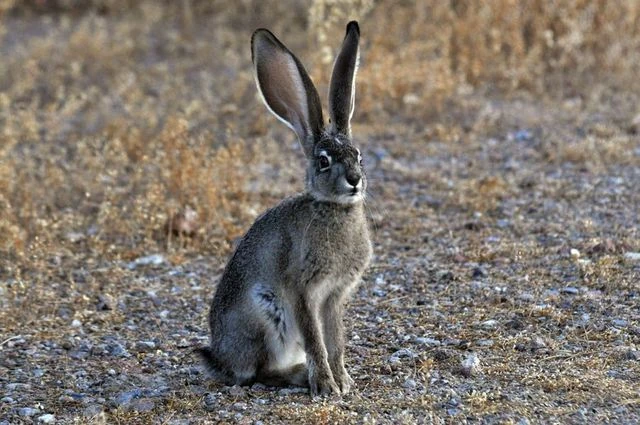 Black-Tailed Jackrabbit | Creatures of the World Wikia | Fandom