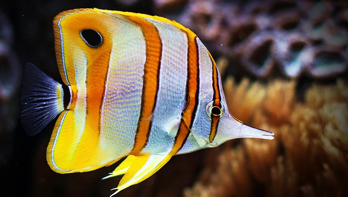 Butterflyfish | Creatures of the World Wikia | Fandom