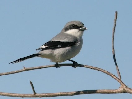 Loggerhead Shrike | Creatures of the World Wikia | Fandom