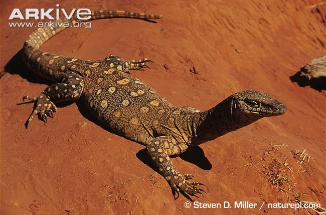 Perentie Lizard | Creatures of the World Wikia | Fandom