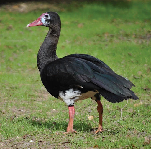 Spur-Winged Goose | Creatures of the World Wikia | Fandom