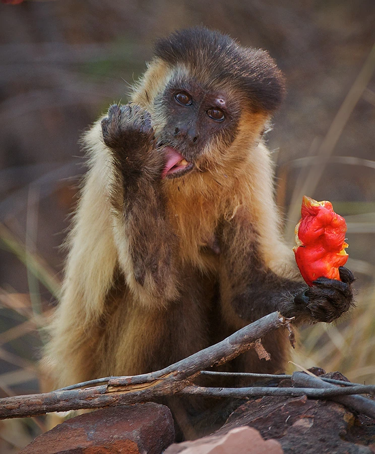Brown Capuchin Monkey