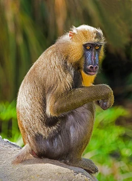 Mandrill | Creatures of the World Wikia | Fandom