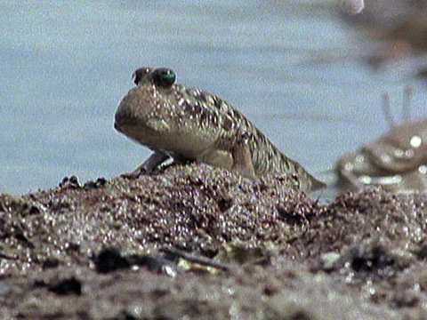 Mudskipper | Creatures of the World Wikia | Fandom