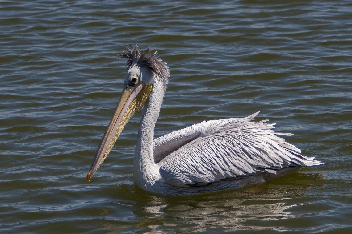 Pink-Backed Pelican | Creatures of the World Wikia | Fandom