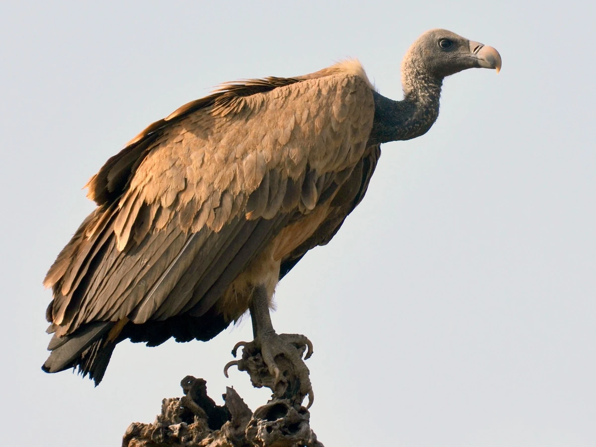 Indian Vulture | Creatures of the World Wikia | Fandom